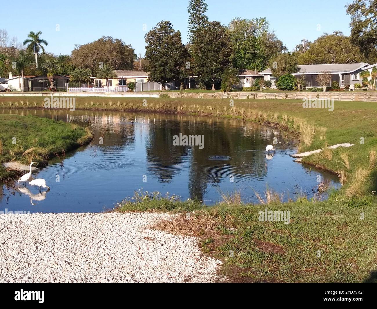 Great Egret (Ardea alba Stock Photo - Alamy