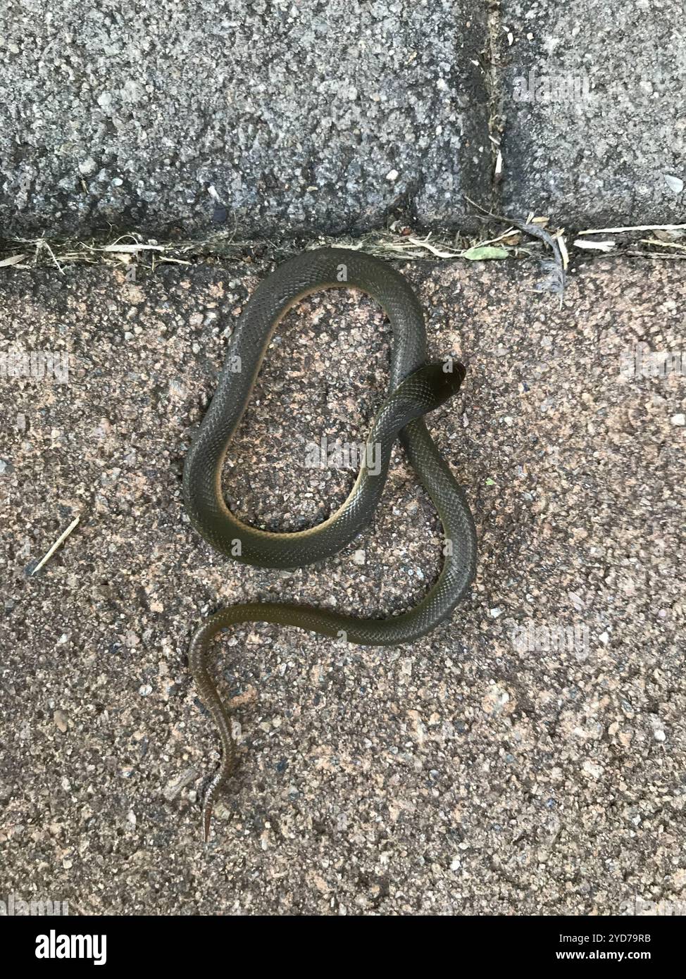 Common Brown Water Snake (Lycodonomorphus rufulus Stock Photo - Alamy