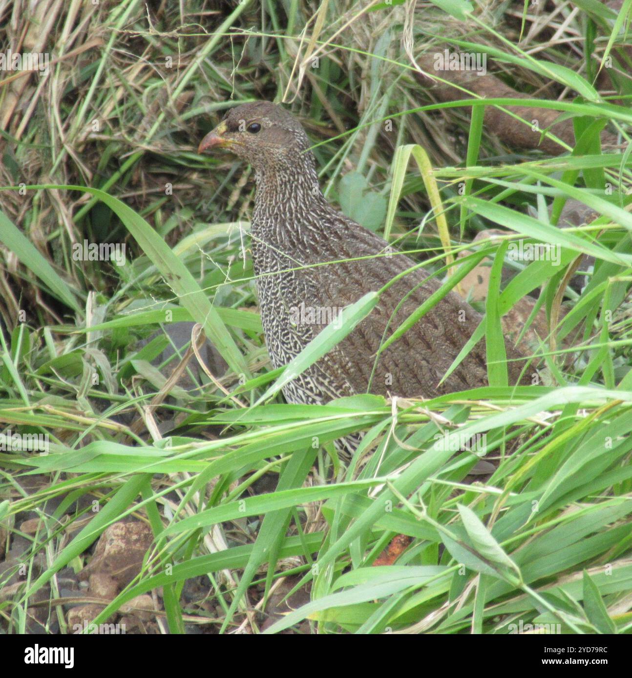 Natal Spurfowl (Pternistis natalensis Stock Photo - Alamy