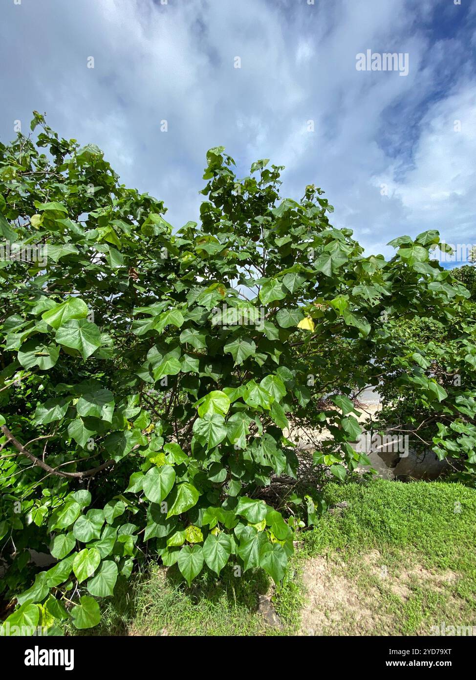 sea hibiscus (Hibiscus tiliaceus Stock Photo - Alamy