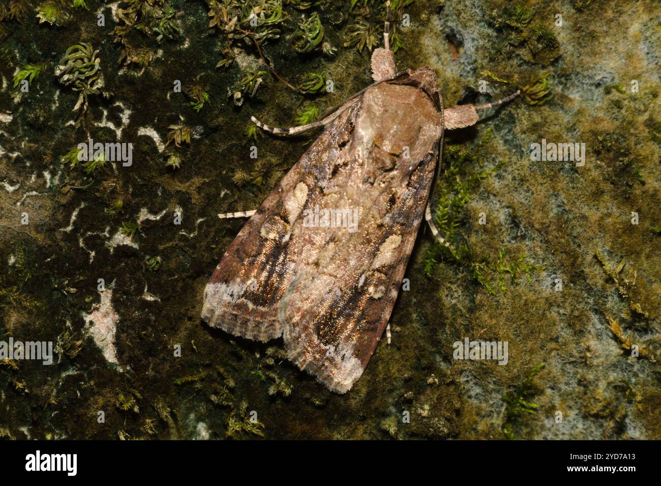 Fall Armyworm Moth (Spodoptera frugiperda Stock Photo - Alamy