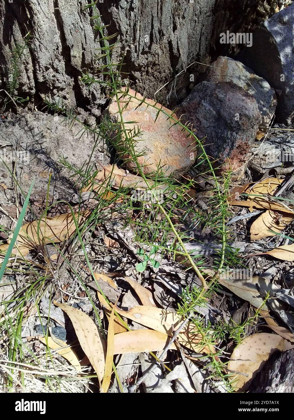 Prickly moses (Acacia verticillata Stock Photo - Alamy