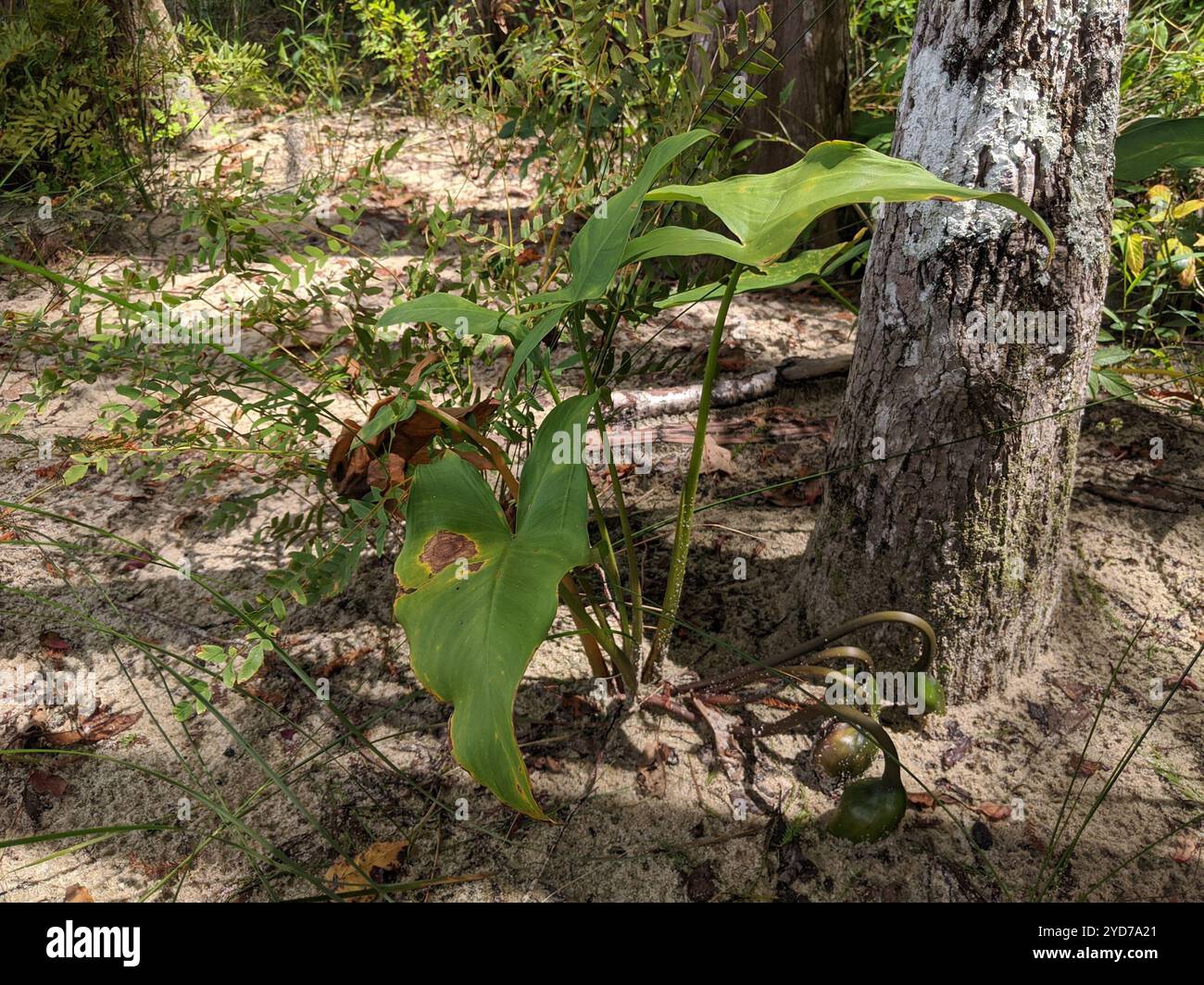 Green Arrow Arum (Peltandra virginica Stock Photo - Alamy