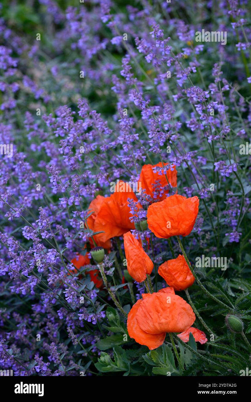 red poppy,red poppies,Nepeta Six Hills Giant,Catnip,Catmint,violet,blue ...