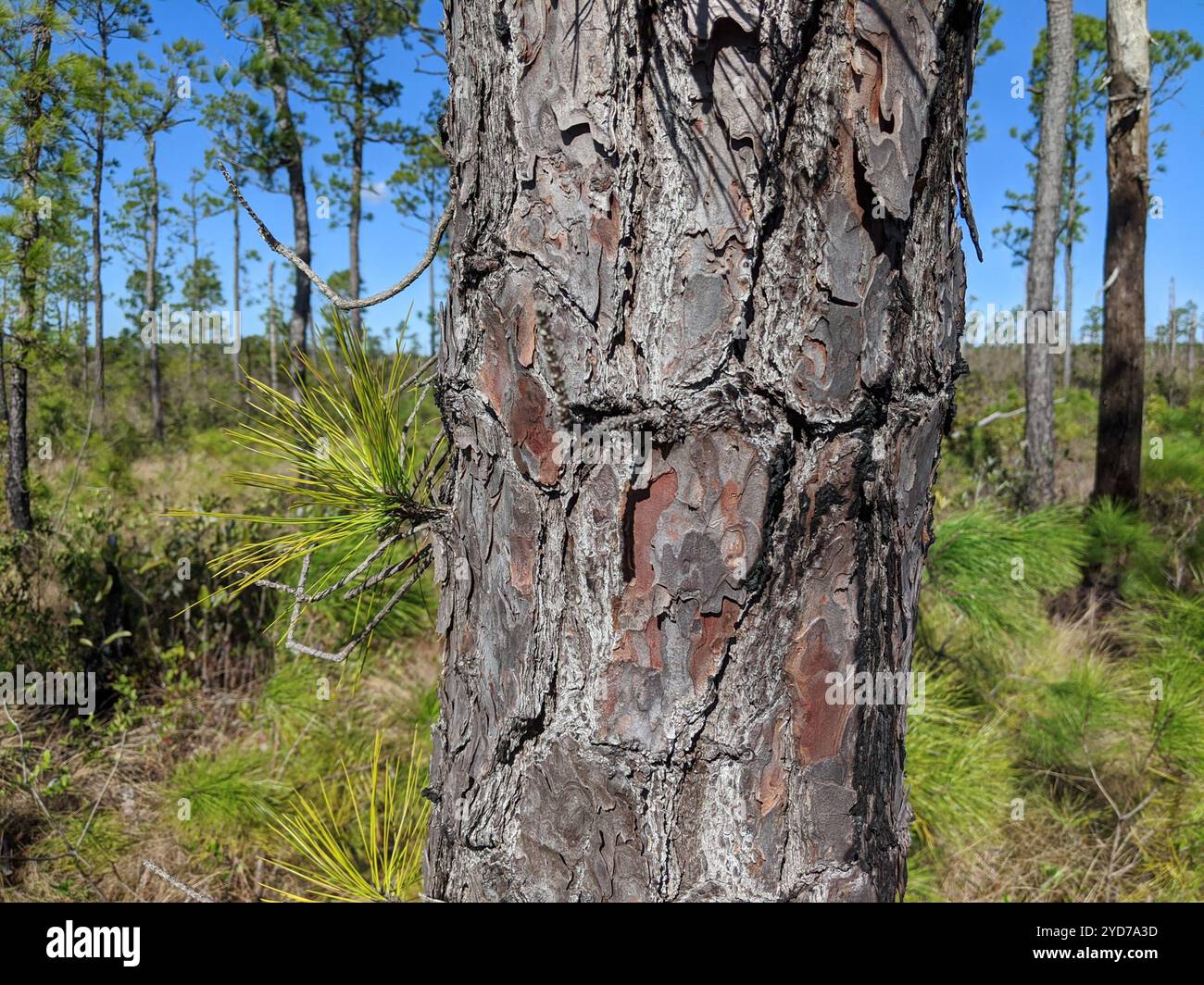 pond pine (Pinus serotina Stock Photo - Alamy