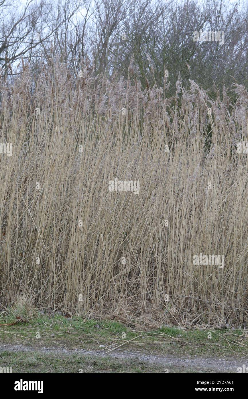 European reed (Phragmites australis australis Stock Photo - Alamy