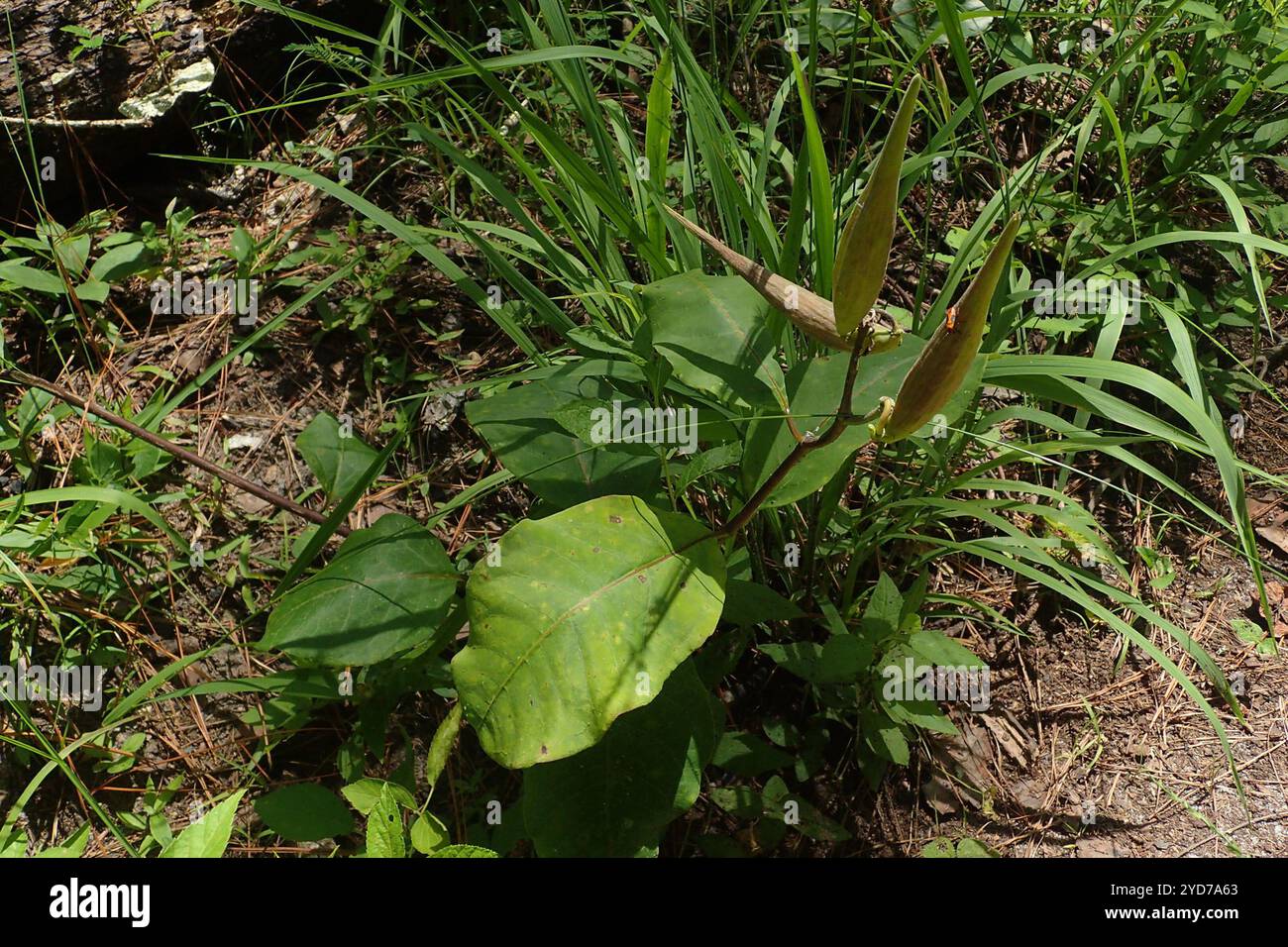 redring milkweed (Asclepias variegata Stock Photo - Alamy