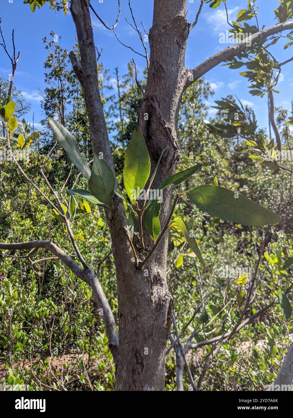 Swamp Bay (Persea palustris Stock Photo - Alamy