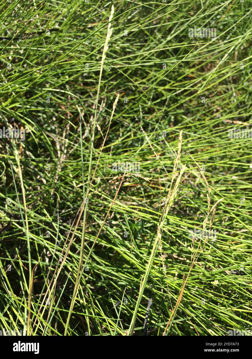 dwarf alkali grass (Puccinellia pumila Stock Photo - Alamy