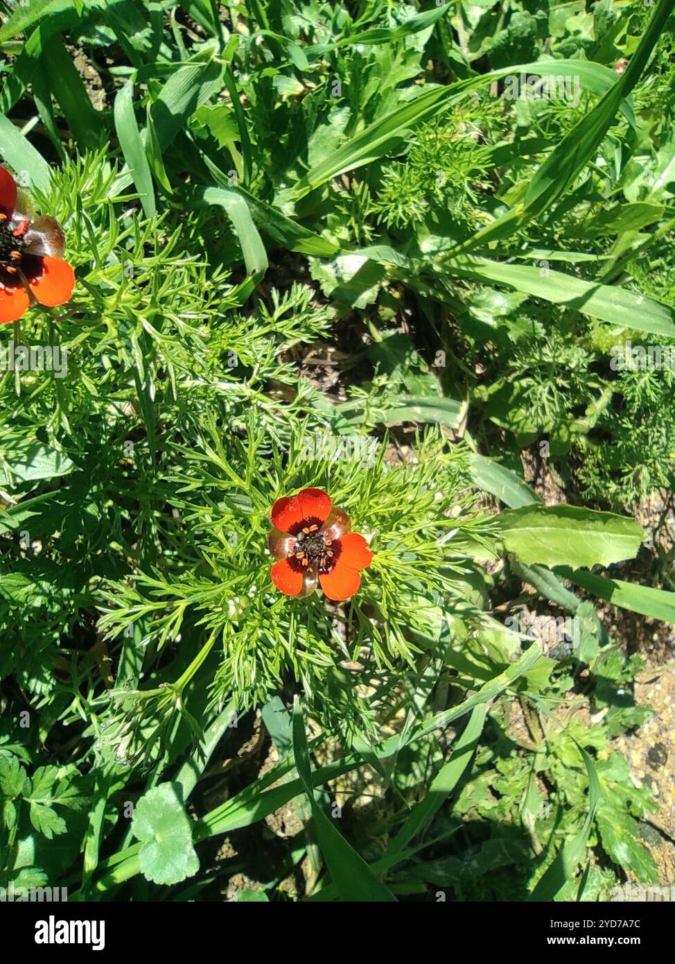 Yellow Pheasant's-eye (Adonis microcarpa Stock Photo - Alamy