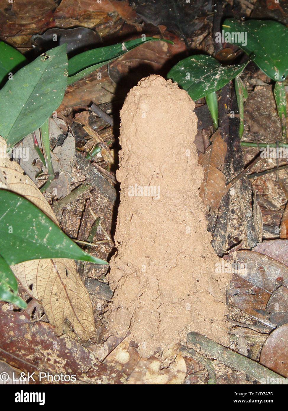 Brazilian Rainforest Cicada (Guyalna chlorogena Stock Photo - Alamy