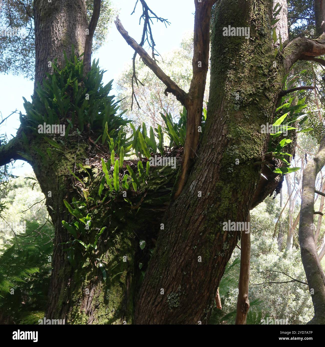 Kangaroo Fern (Microsorum pustulatum pustulatum Stock Photo - Alamy