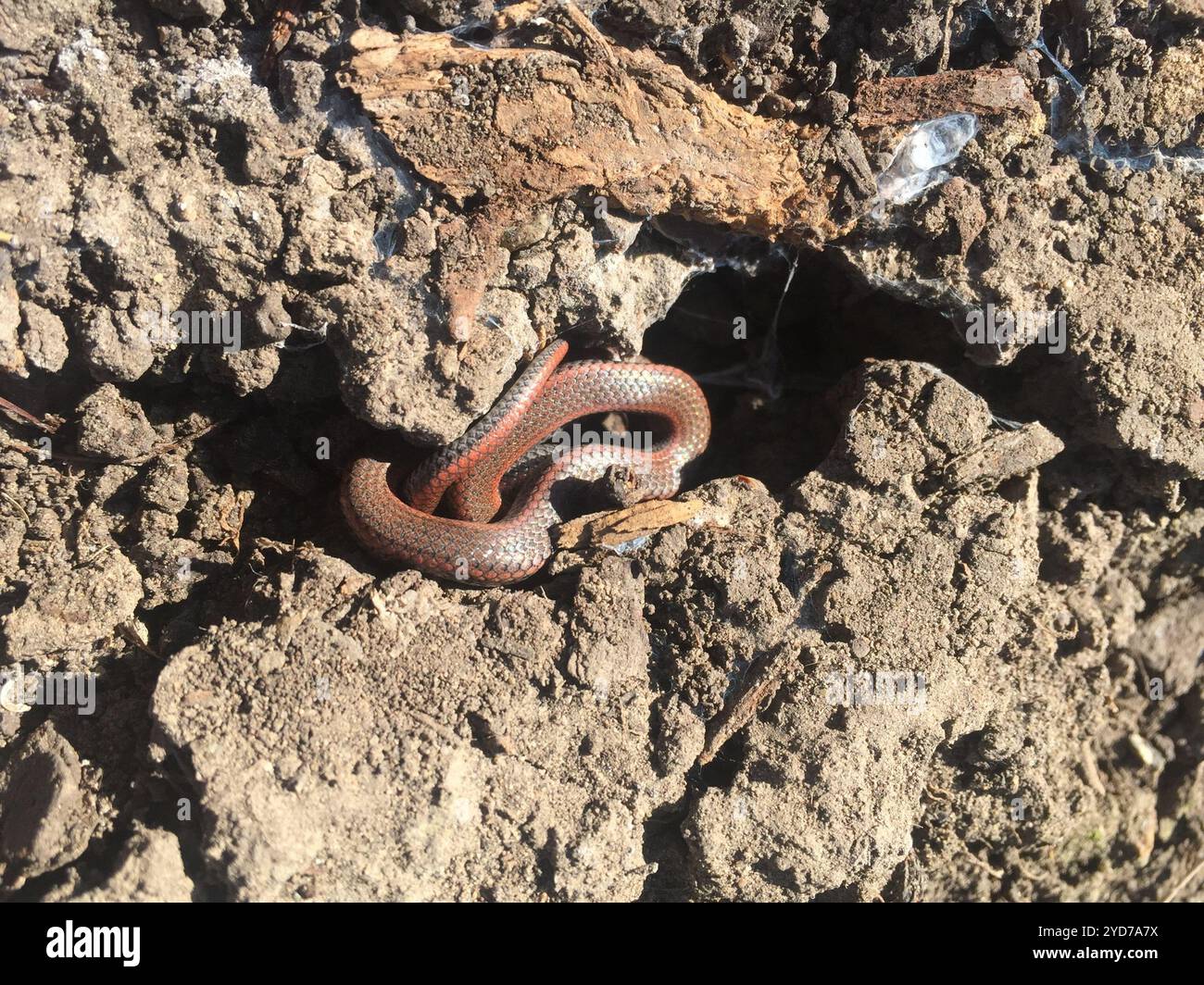 Sharp-tailed Snake (Contia tenuis Stock Photo - Alamy