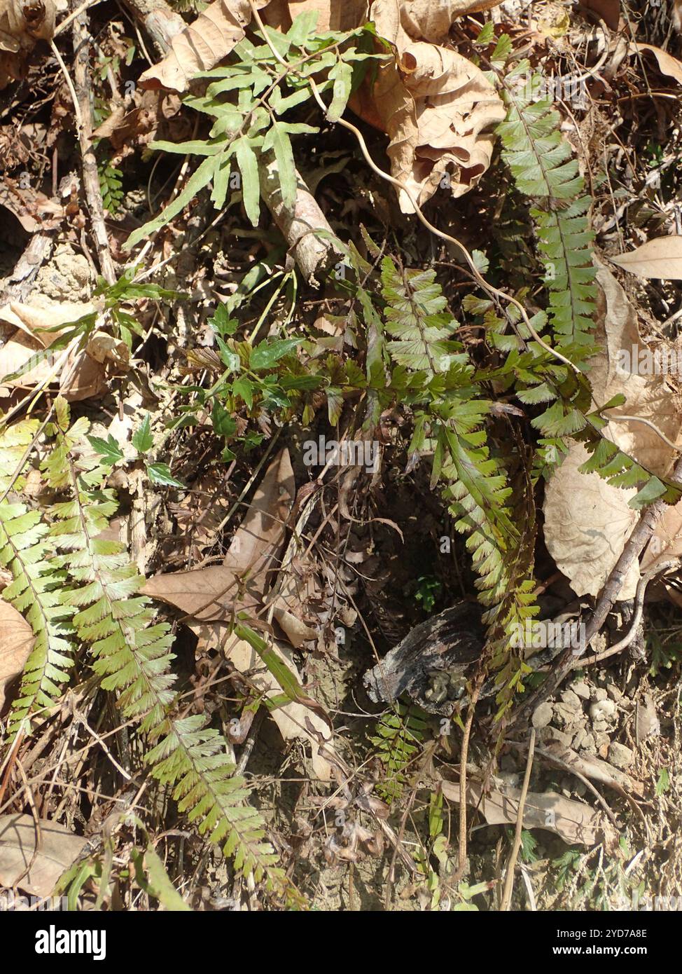 Trailing maidenhair fern (Adiantum caudatum Stock Photo - Alamy