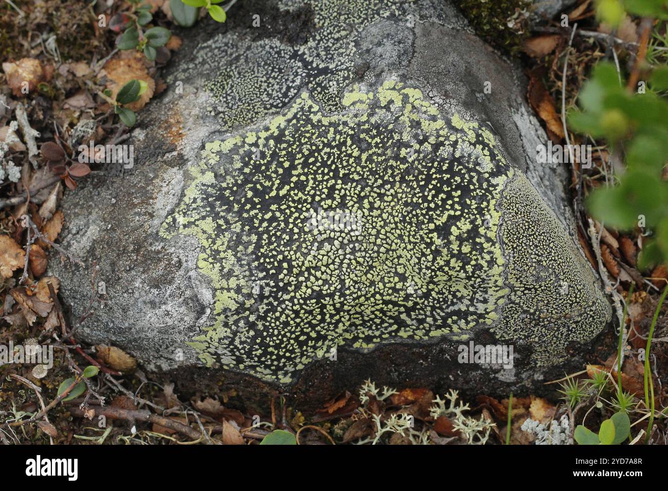 yellow map lichen (Rhizocarpon geographicum Stock Photo - Alamy