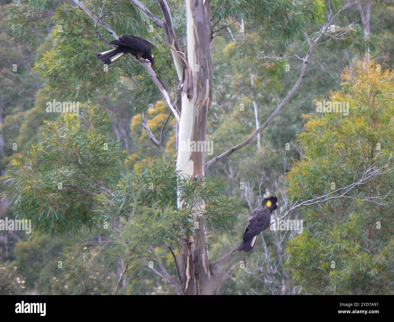 Tasmanian Yellow-tailed Black Cockatoo (Zanda funerea xanthanota Stock ...