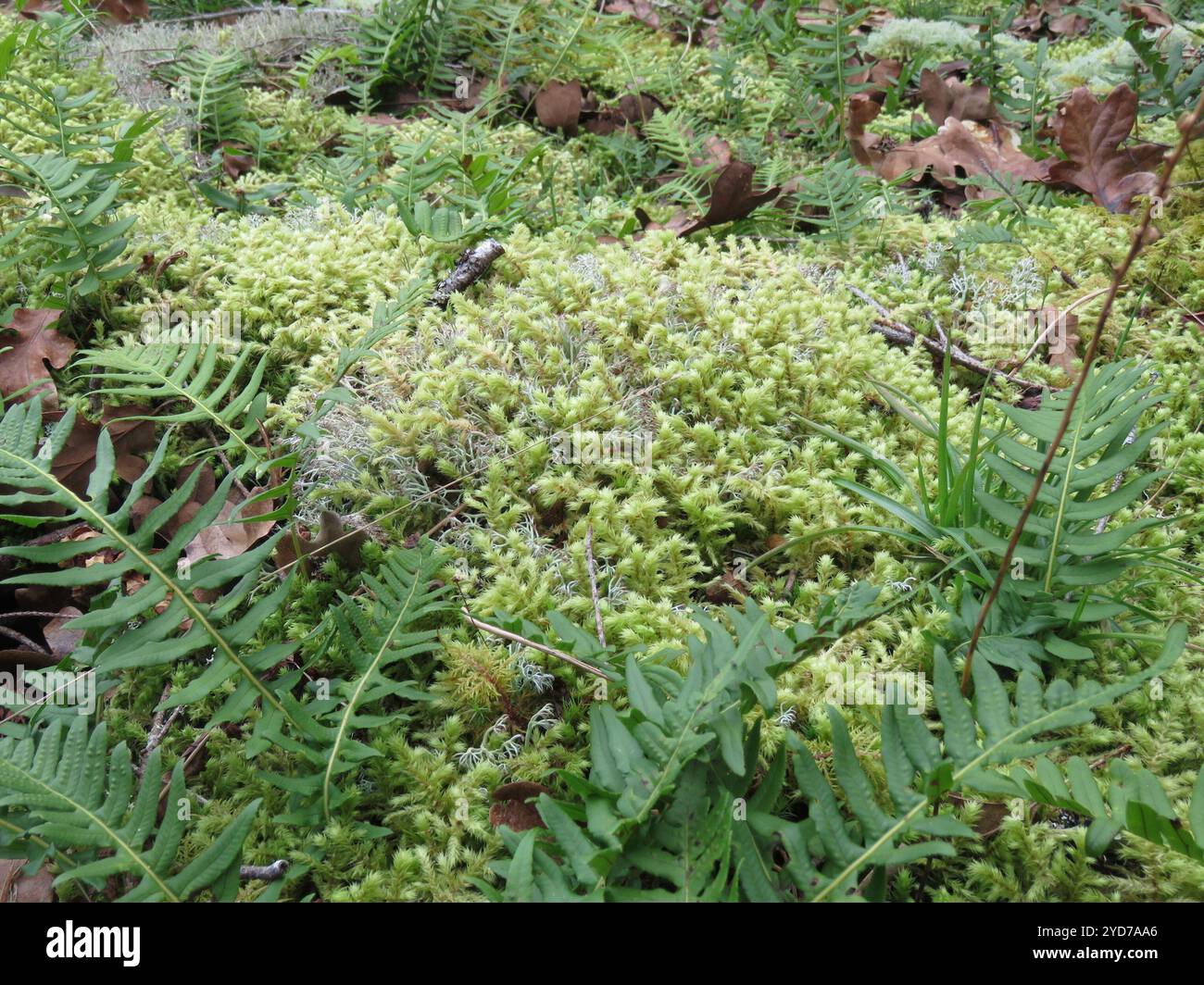 rough goose neck moss (Hylocomiadelphus triquetrus Stock Photo - Alamy