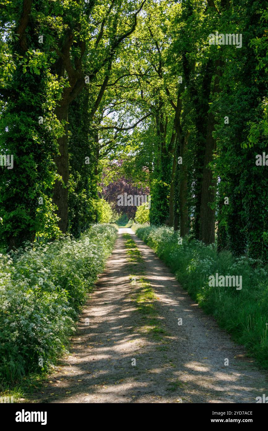 Path in the netherlands Stock Photo - Alamy