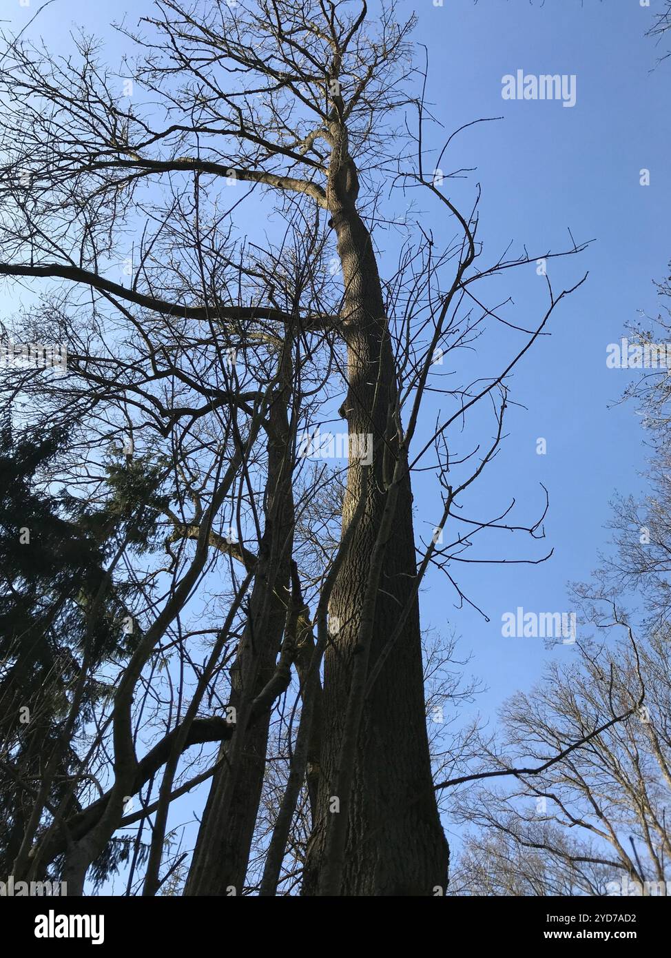 European ash (Fraxinus excelsior Stock Photo - Alamy