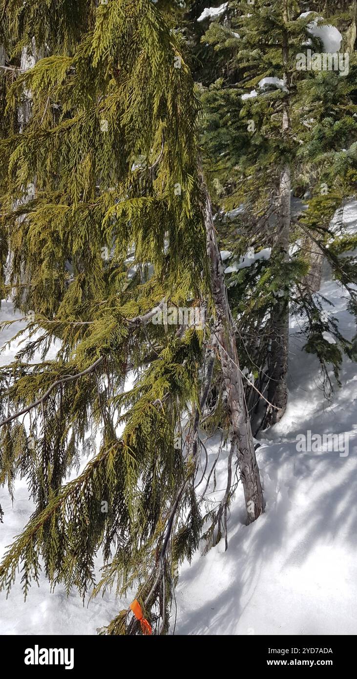 Alaska yellow cedar (Callitropsis nootkatensis Stock Photo - Alamy