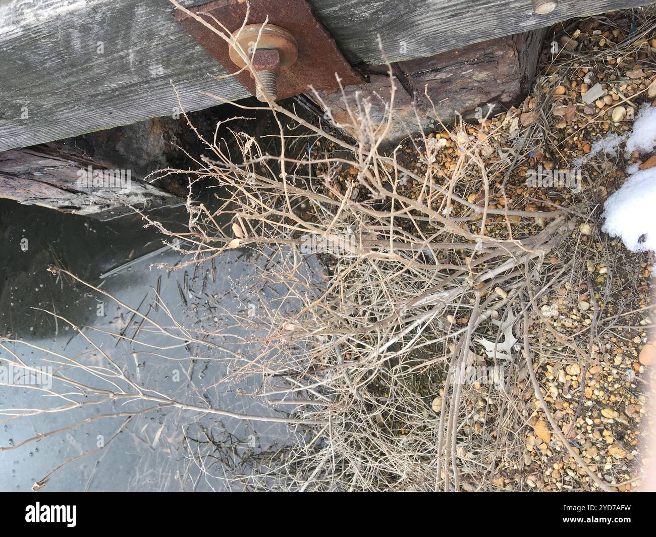 marsh elder (Iva frutescens Stock Photo - Alamy