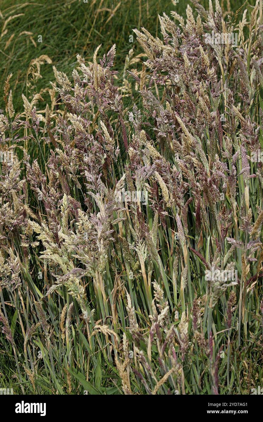 Yorkshire fog (Holcus lanatus Stock Photo - Alamy