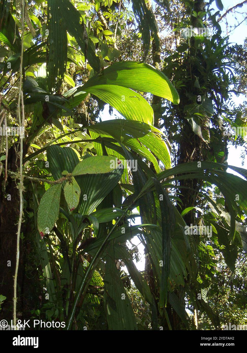 Family cyclanthaceae hi-res stock photography and images - Alamy