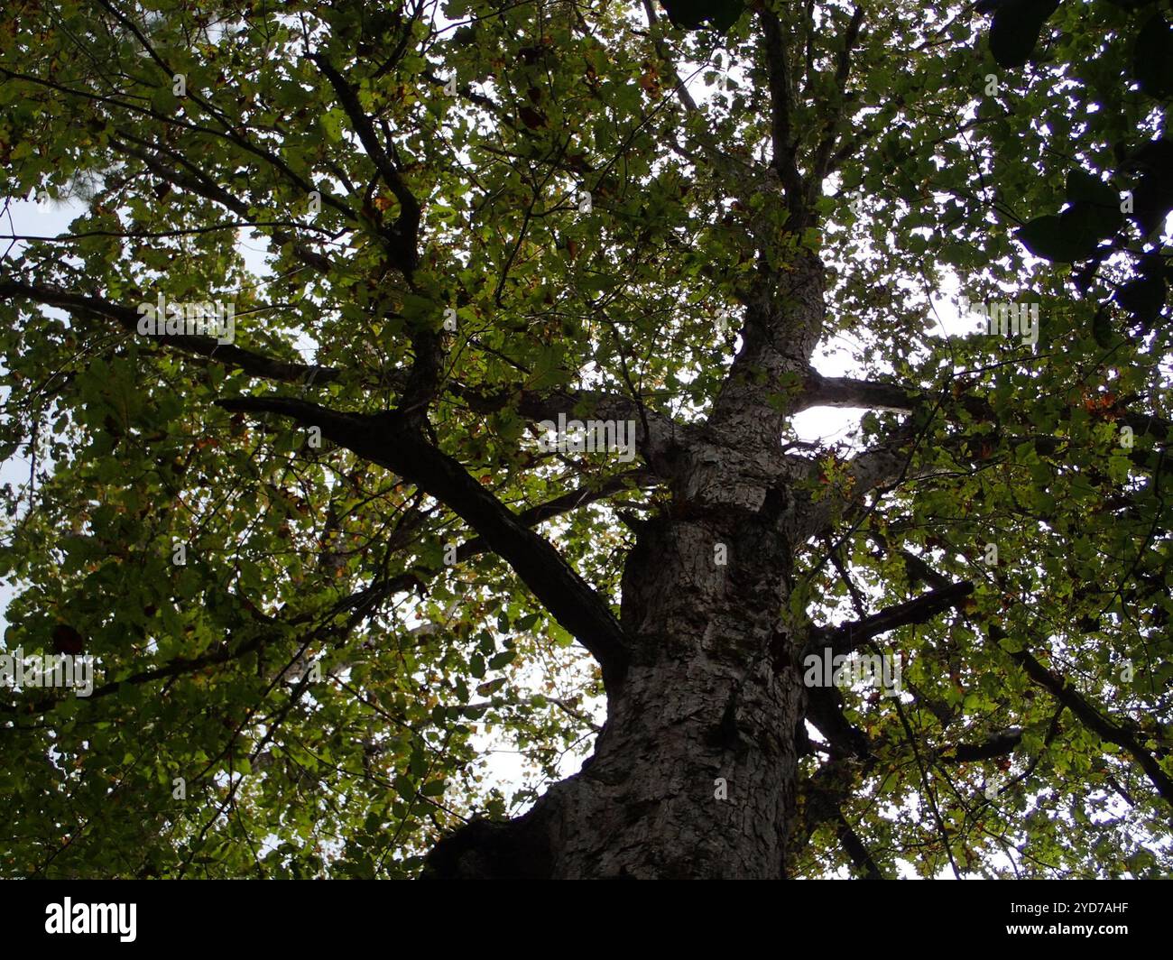 swamp chestnut oak (Quercus michauxii Stock Photo - Alamy