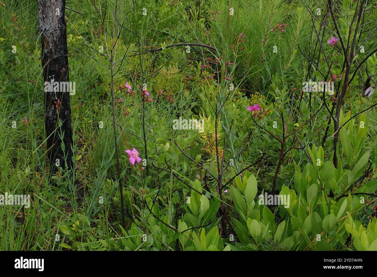Savannah meadowbeauty (Rhexia alifanus Stock Photo - Alamy