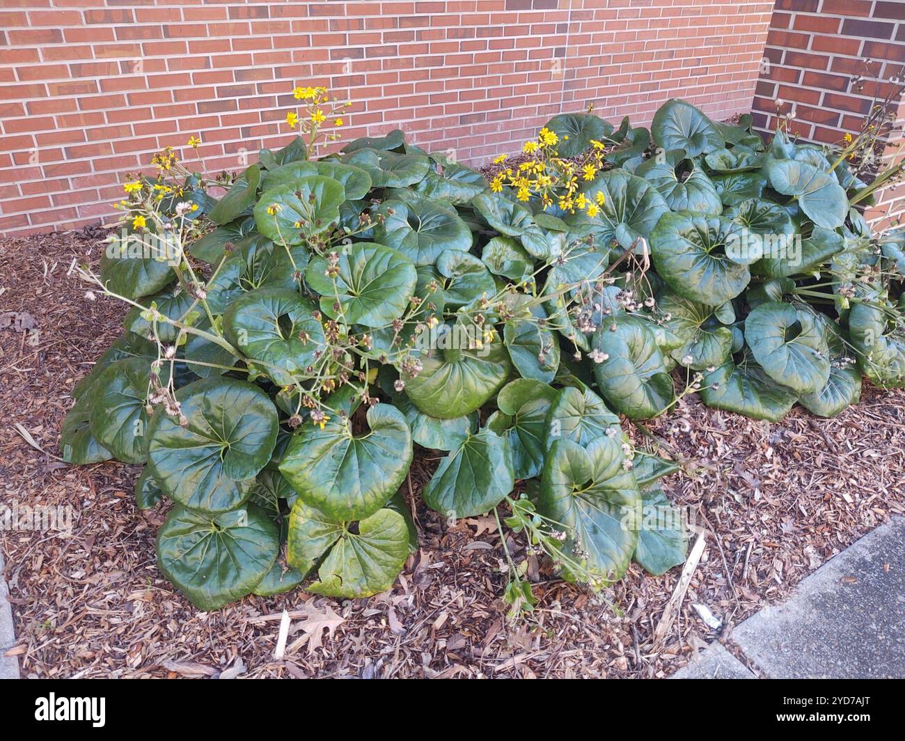 leopard-plant (Farfugium japonicum Stock Photo - Alamy