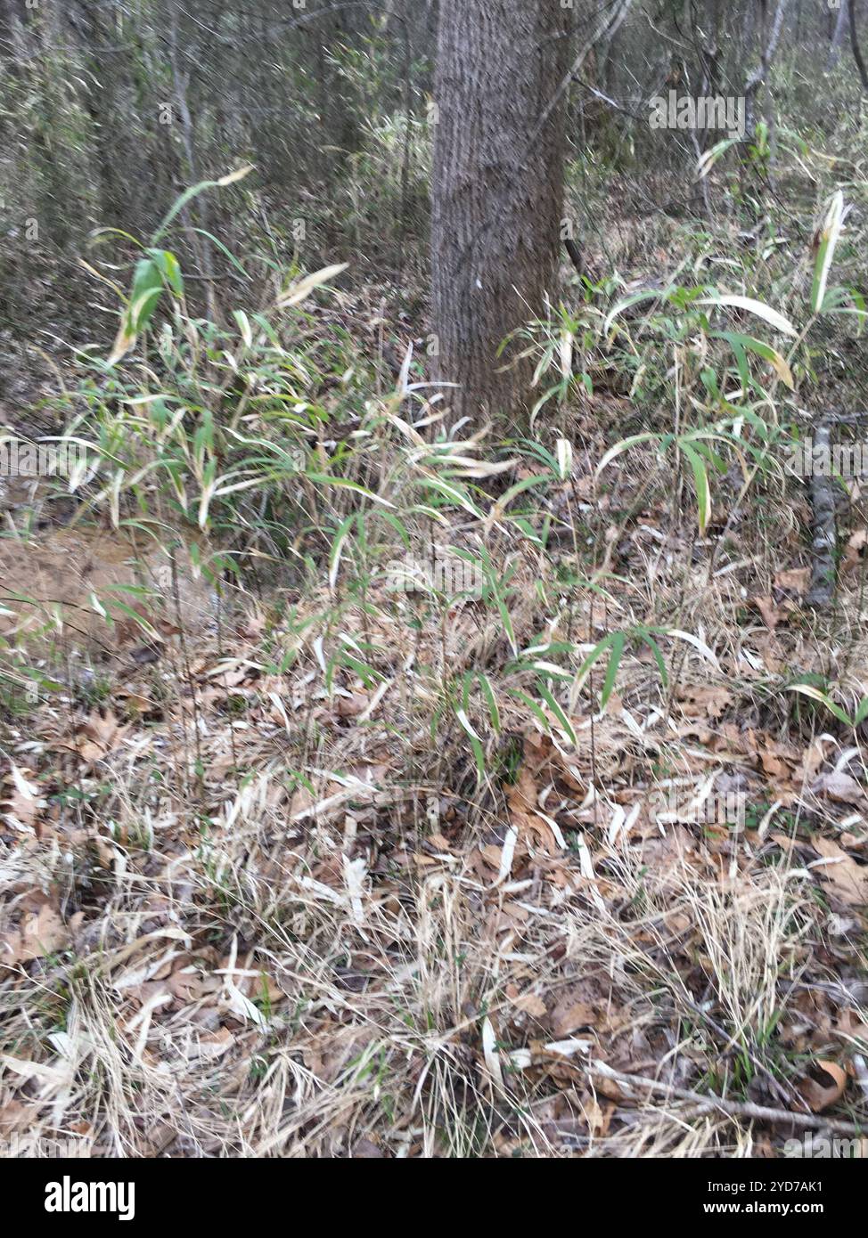 switch cane (Arundinaria tecta Stock Photo - Alamy