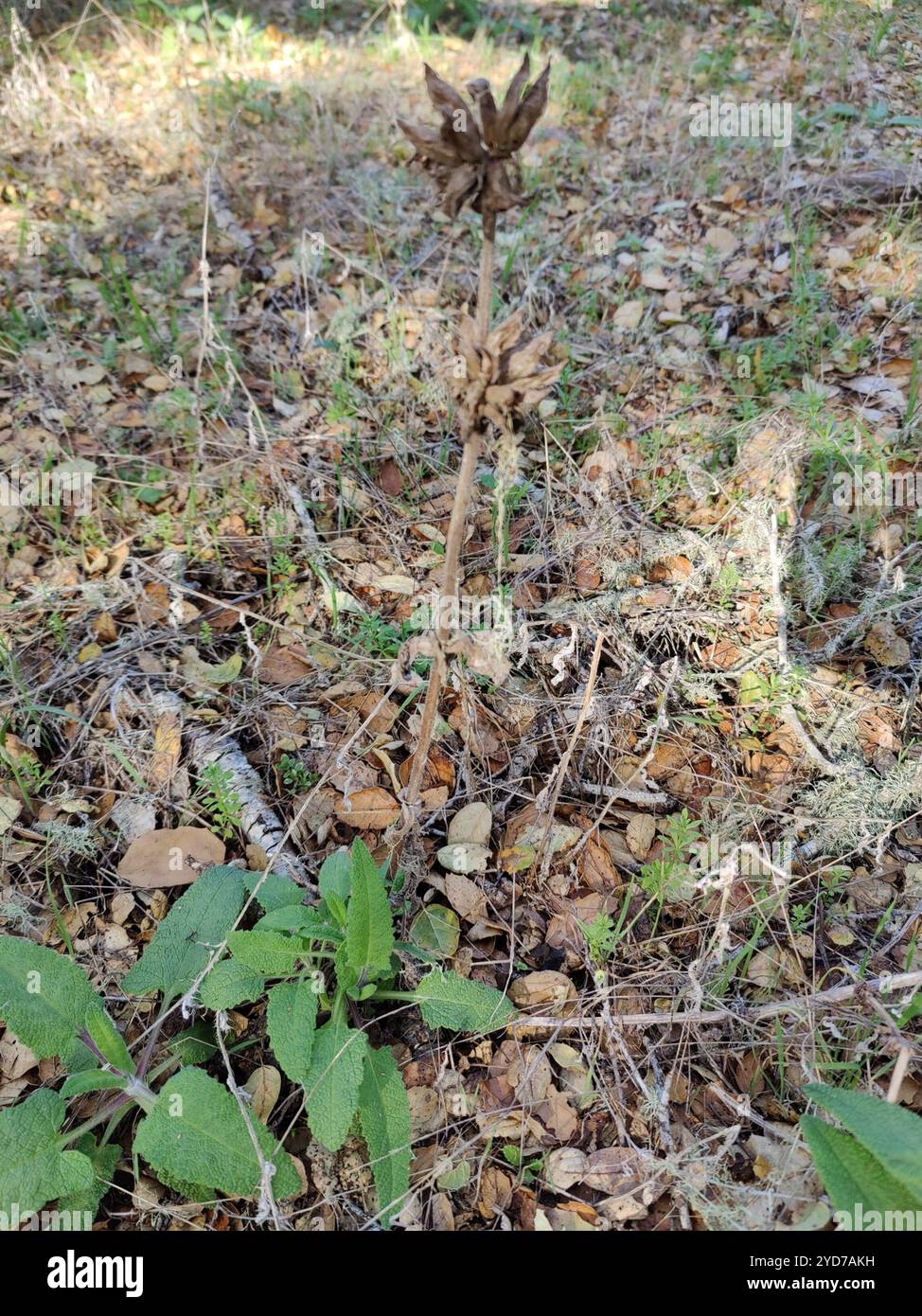 Hummingbird Sage (Salvia spathacea Stock Photo - Alamy