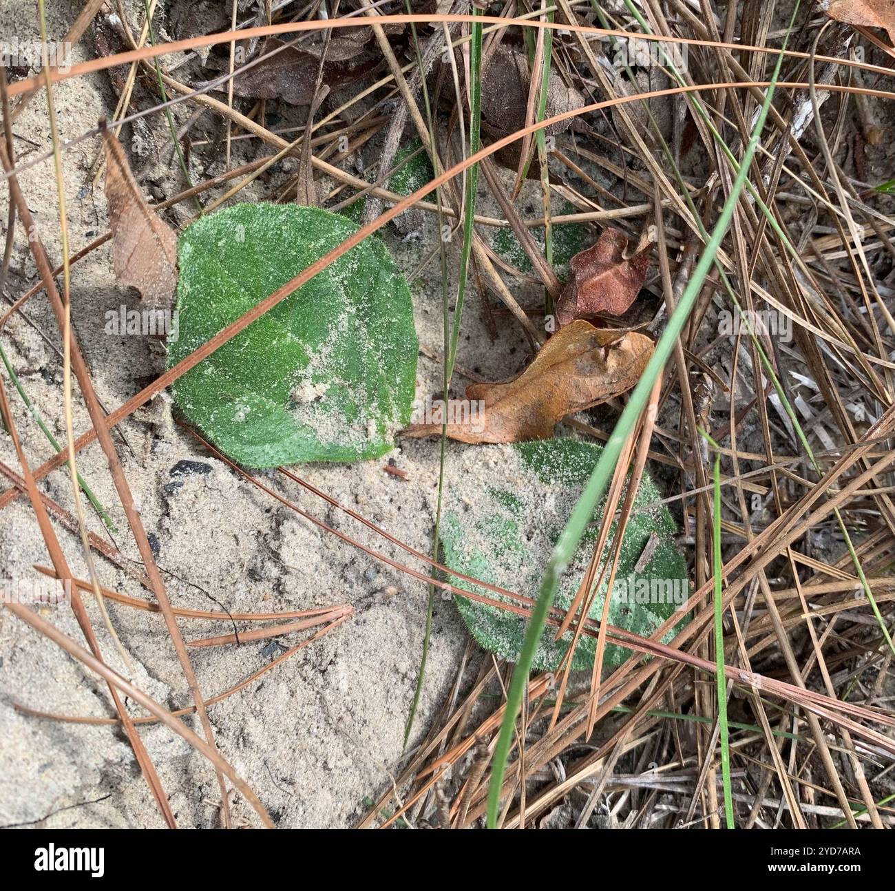 Rayless Sunflower (Helianthus radula Stock Photo - Alamy