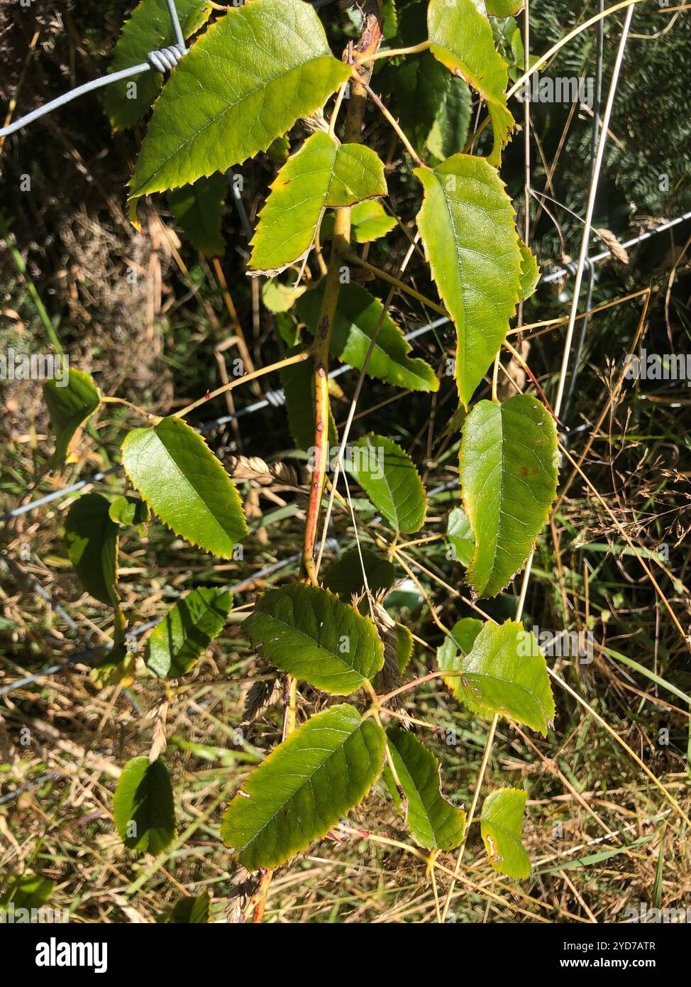Bush lawyer (Rubus cissoides Stock Photo - Alamy
