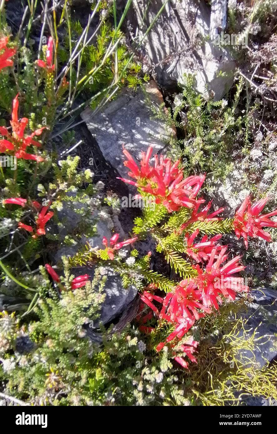 Rock Heath (Erica nevillei Stock Photo - Alamy