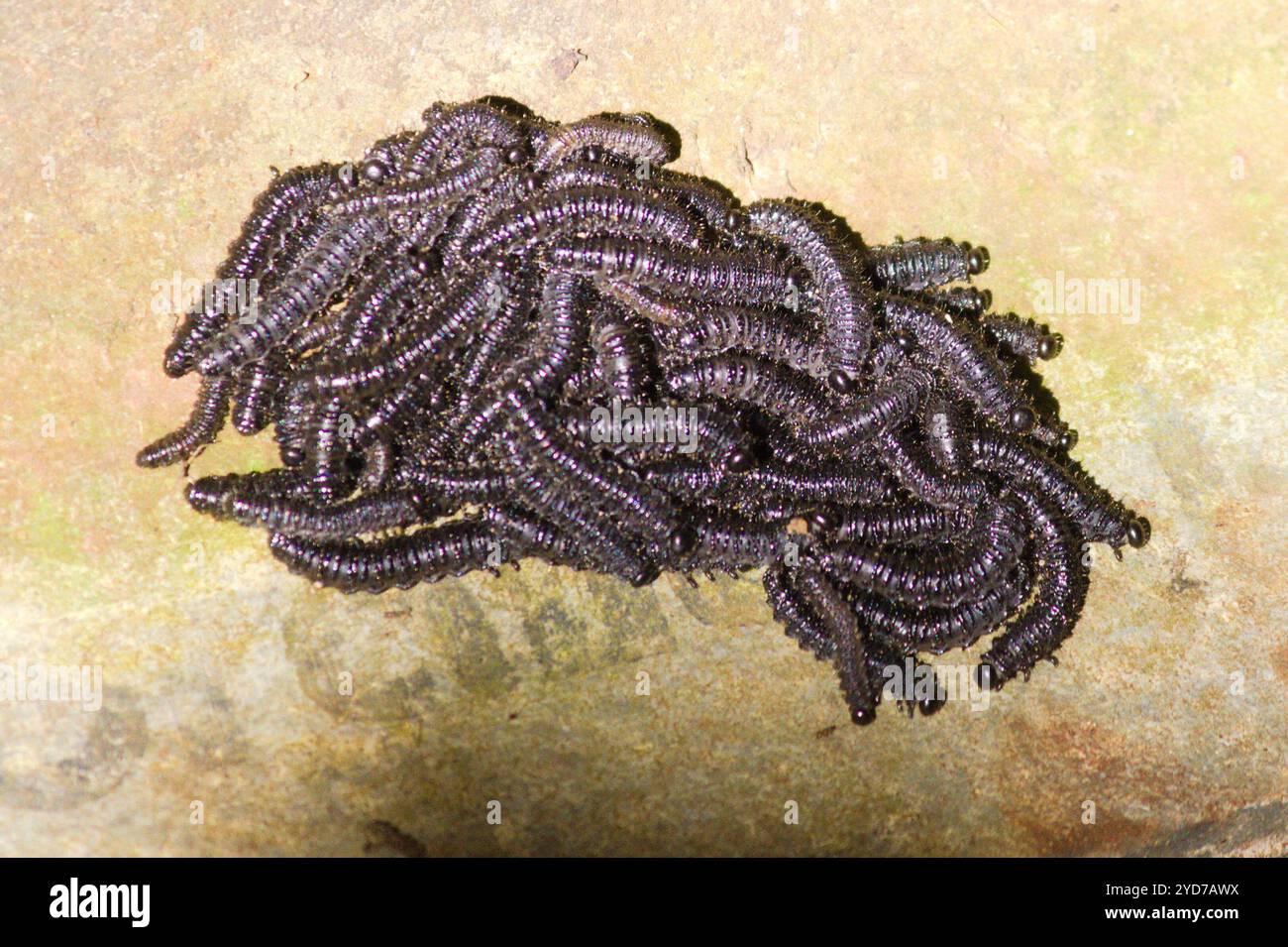 Pergid Sawflies (Pergidae Stock Photo - Alamy