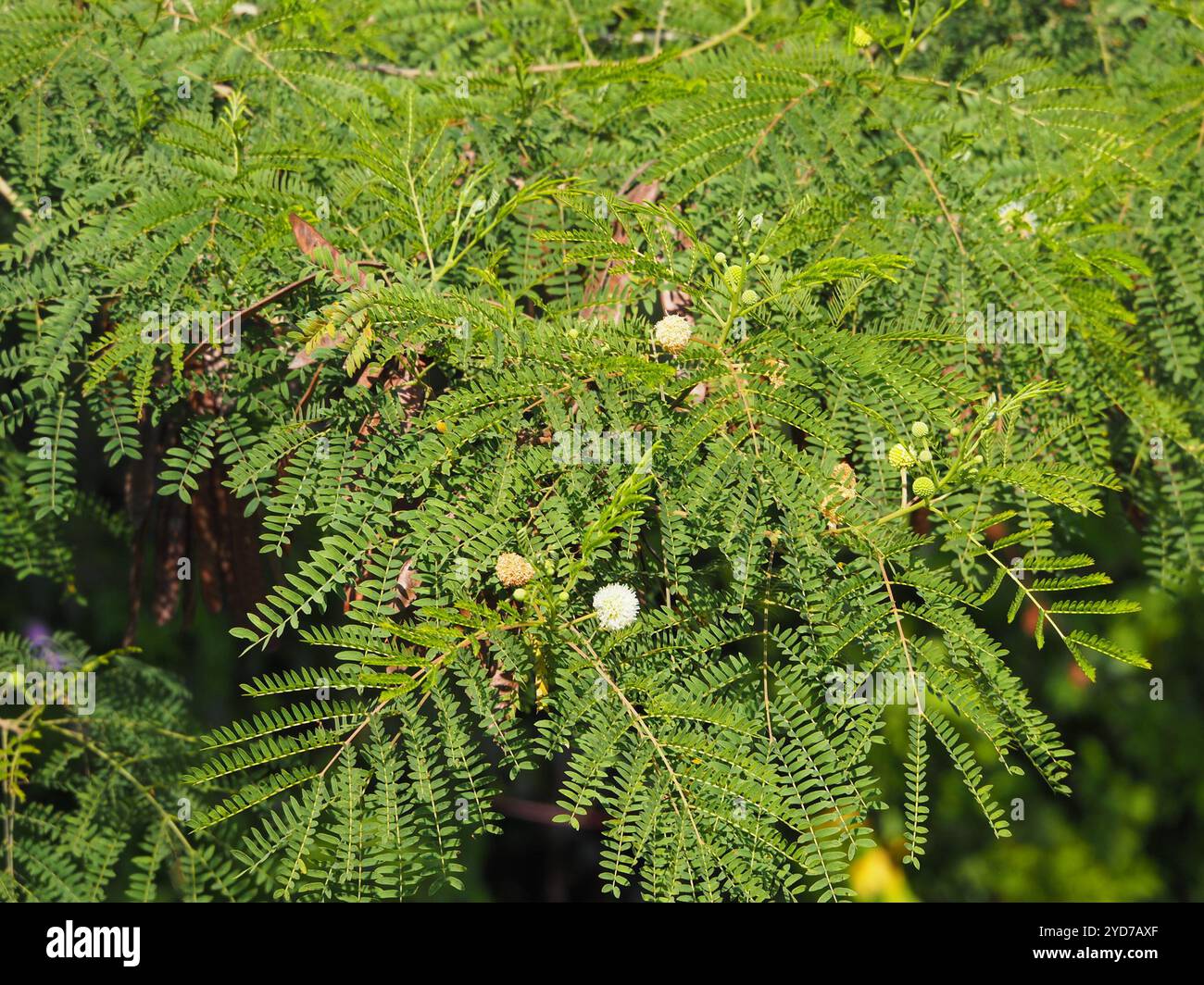 White leadtree (Leucaena leucocephala Stock Photo - Alamy