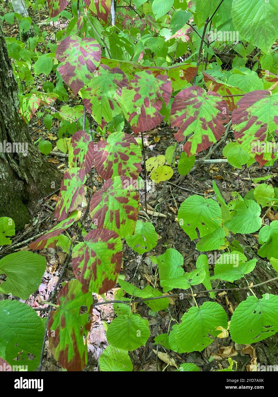 hobblebush (Viburnum lantanoides Stock Photo - Alamy