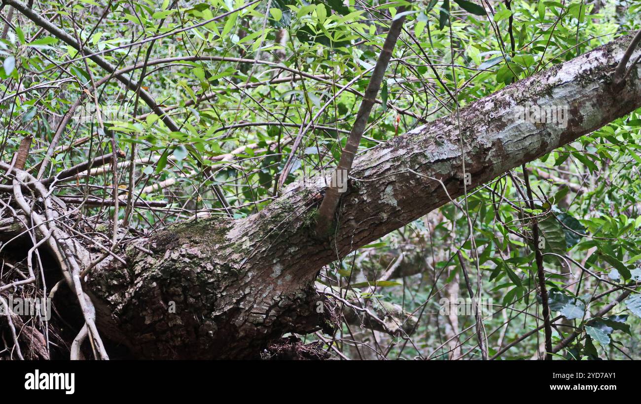 Witels (Platylophus trifoliatus Stock Photo - Alamy