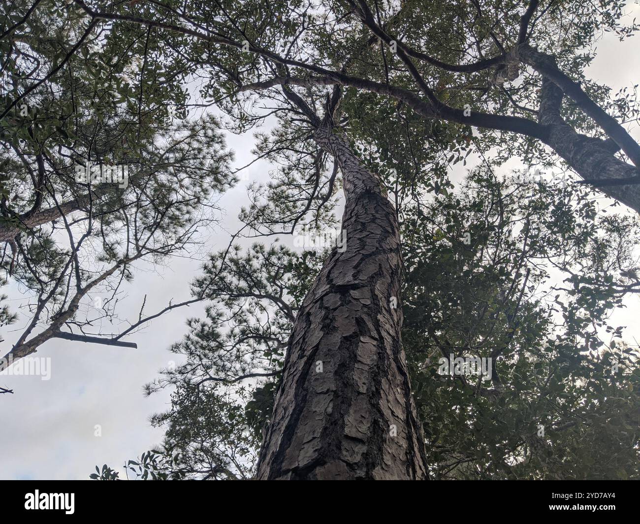 loblolly pine (Pinus taeda Stock Photo - Alamy
