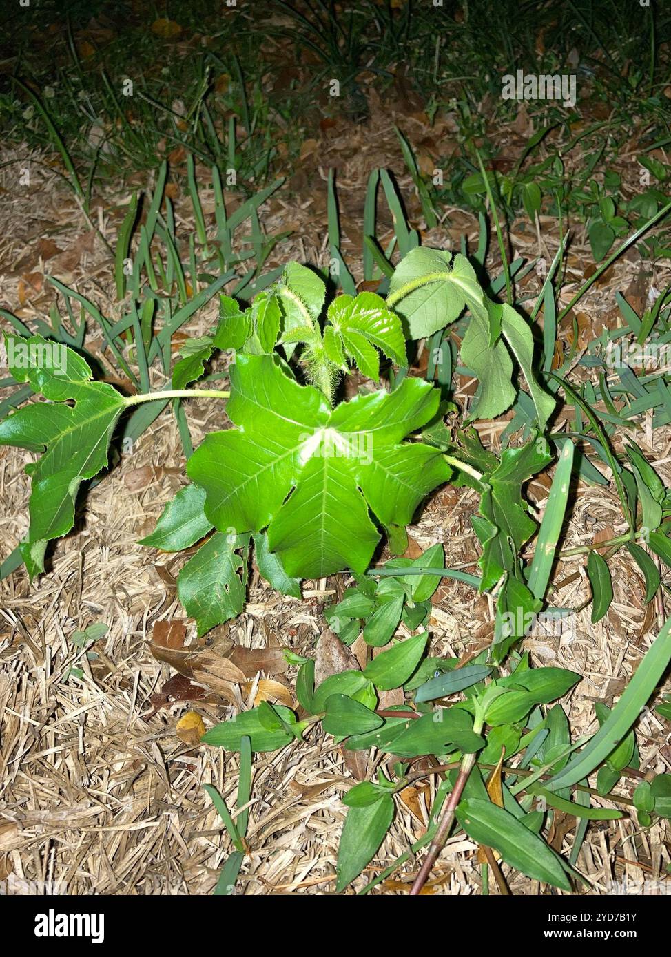 Bellyache Bush (Jatropha gossypiifolia Stock Photo - Alamy