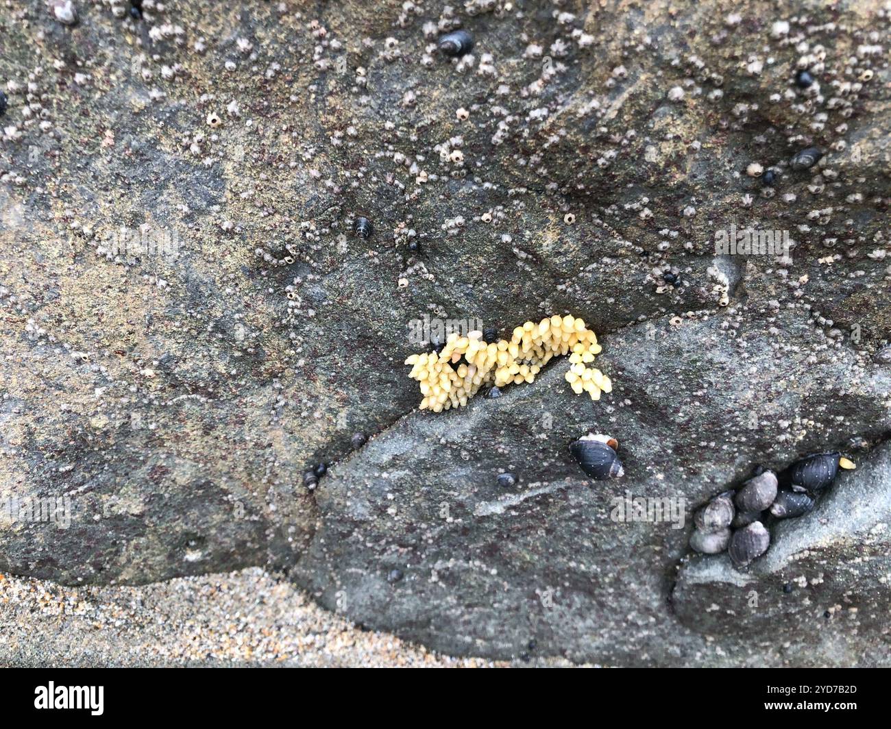 Striped Dogwinkle (Nucella ostrina Stock Photo - Alamy