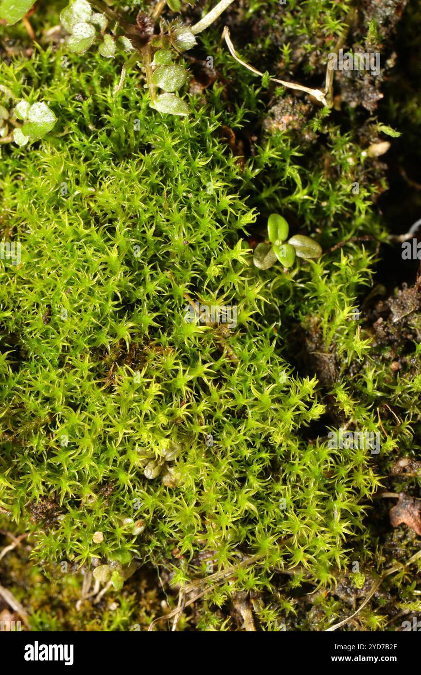 Redshank (Ceratodon purpureus Stock Photo - Alamy