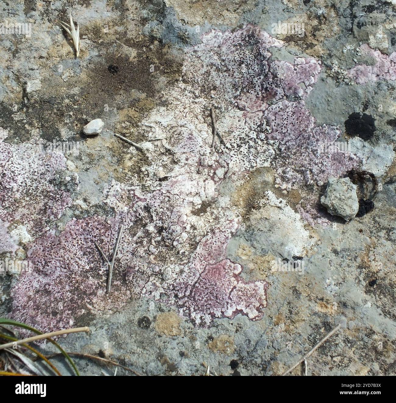 Purple Pitted-stone Lichen (Bagliettoa marmorea Stock Photo - Alamy