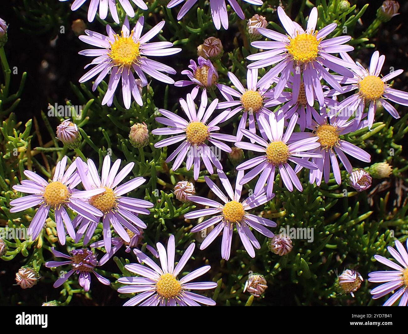 Fine Felicia (Felicia filifolia Stock Photo - Alamy