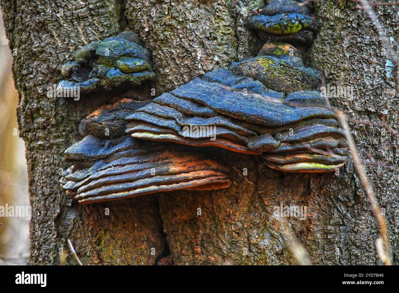 Hoof Fungus (Fomes fomentarius Stock Photo - Alamy