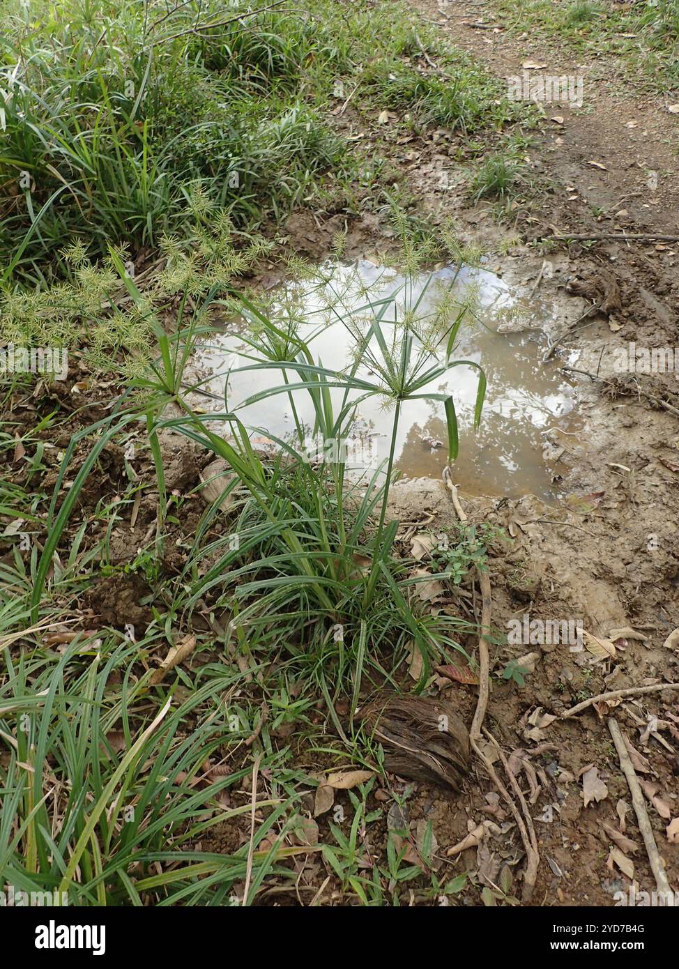 Fragrant flatsedge (Cyperus odoratus Stock Photo - Alamy