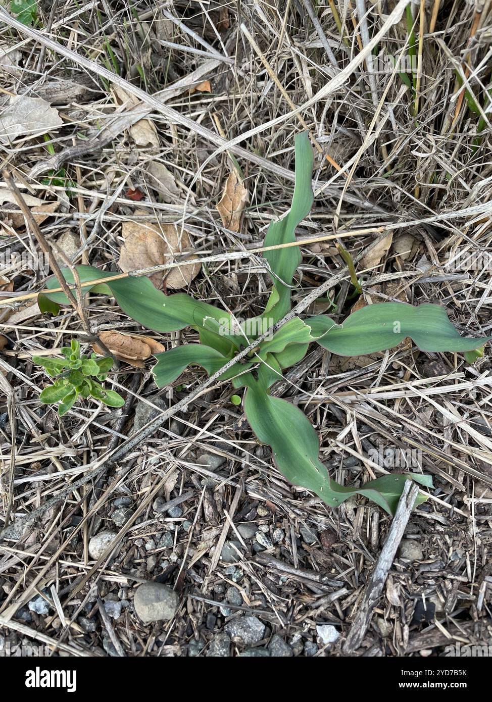 wavy-leafed soap plant (Chlorogalum pomeridianum Stock Photo - Alamy