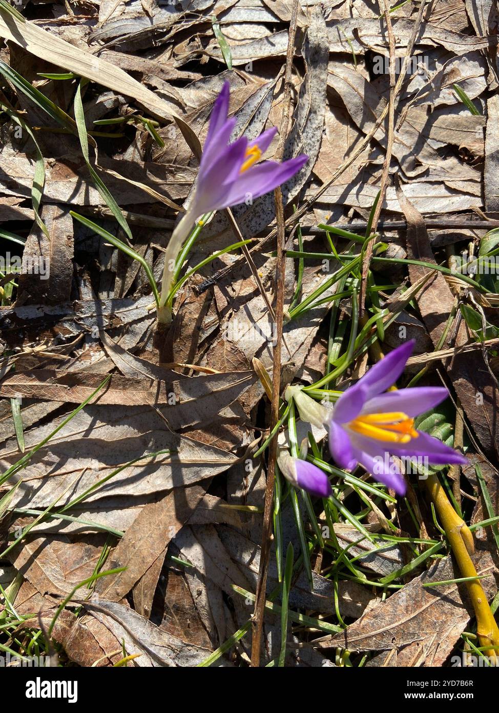 Woodland crocus (Crocus tommasinianus Stock Photo - Alamy