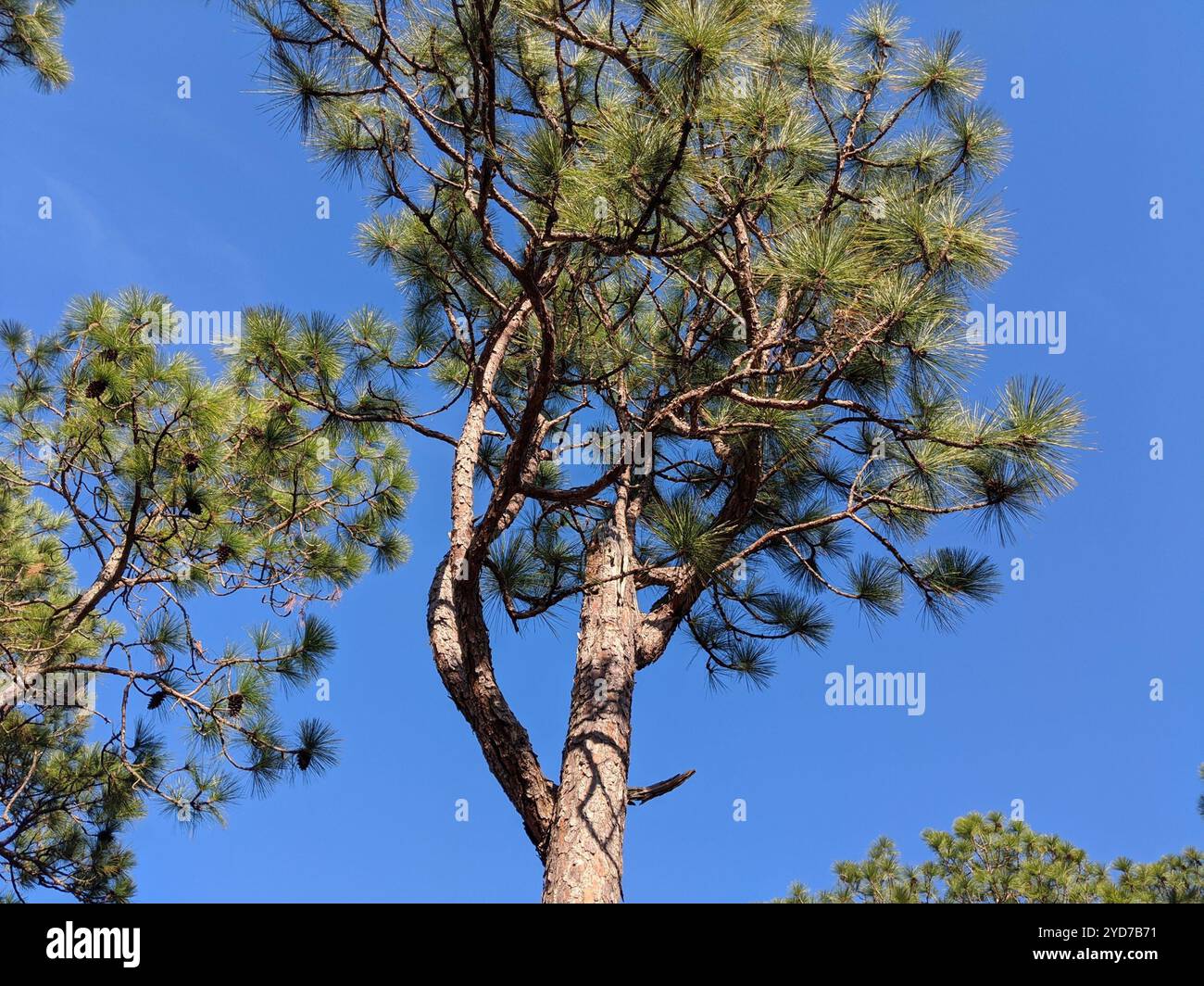 longleaf pine (Pinus palustris Stock Photo - Alamy